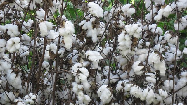 Sustainable cotton store