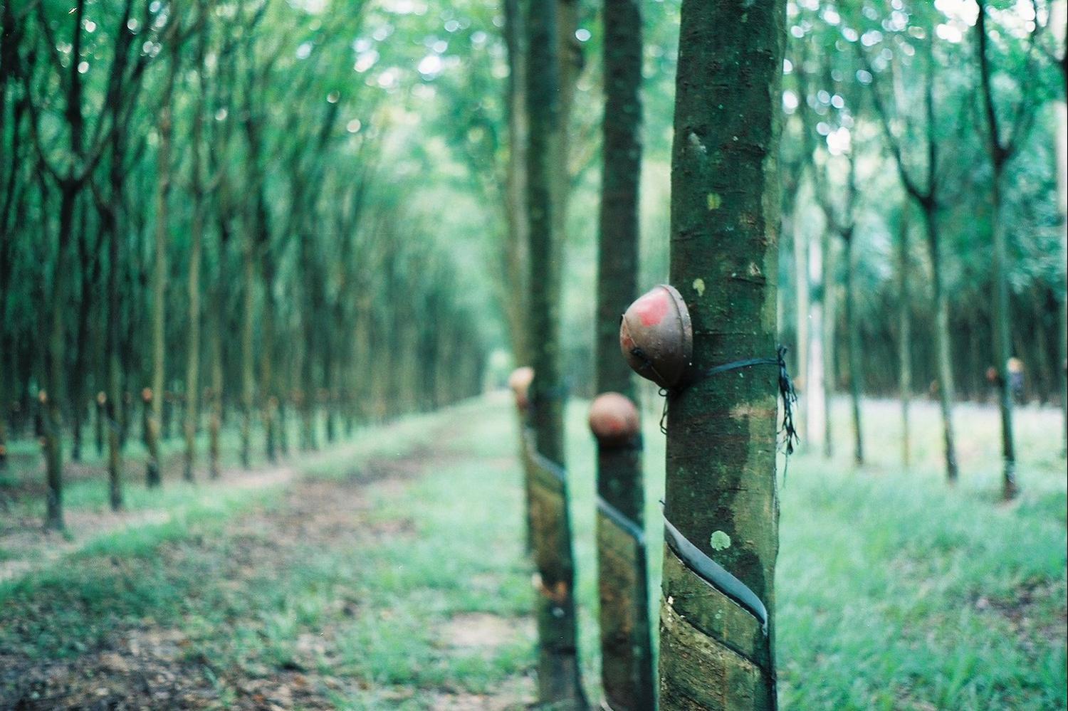 Rubber Industry Platform Aims to Halt Deforestation, Protect Human Rights
