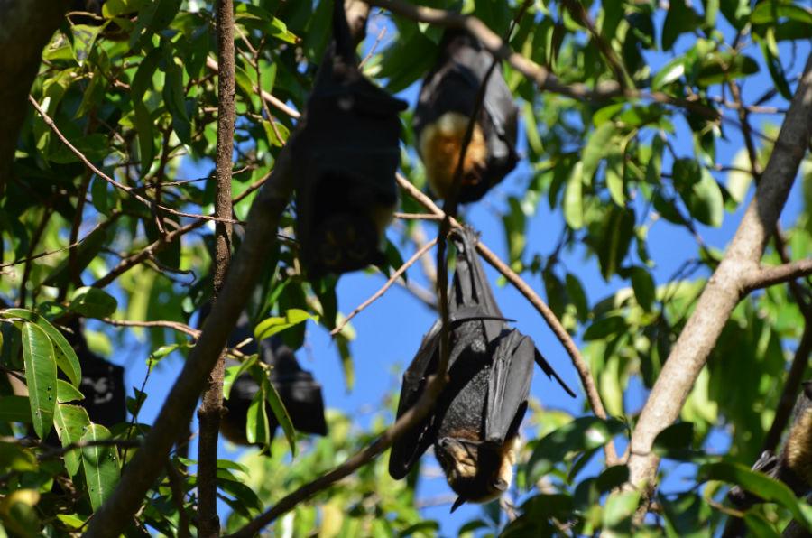 The $3.7 Billion Benefit That Bats Bring to U.S. Agriculture